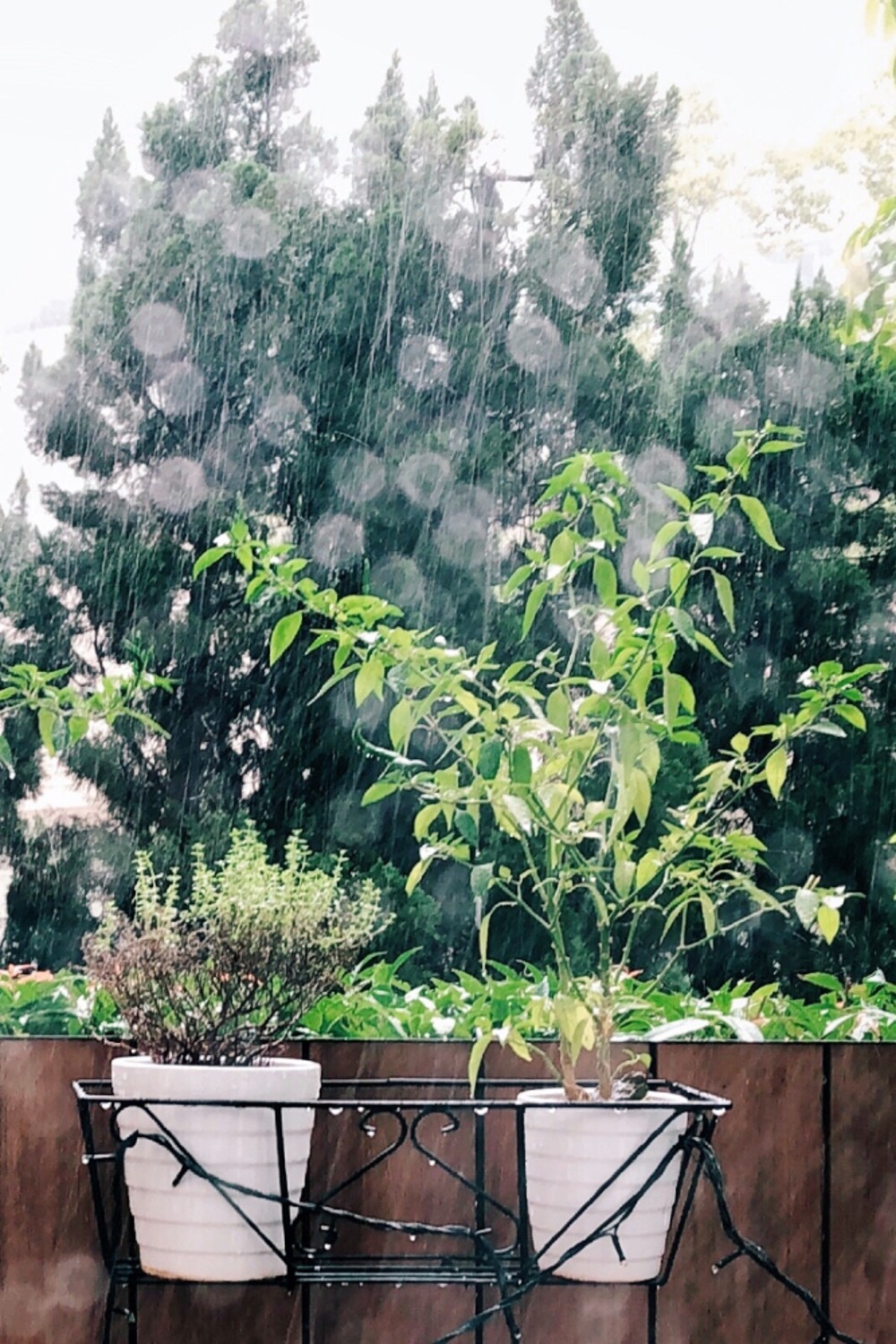 How to create a rain garden | Better Homes and Gardens