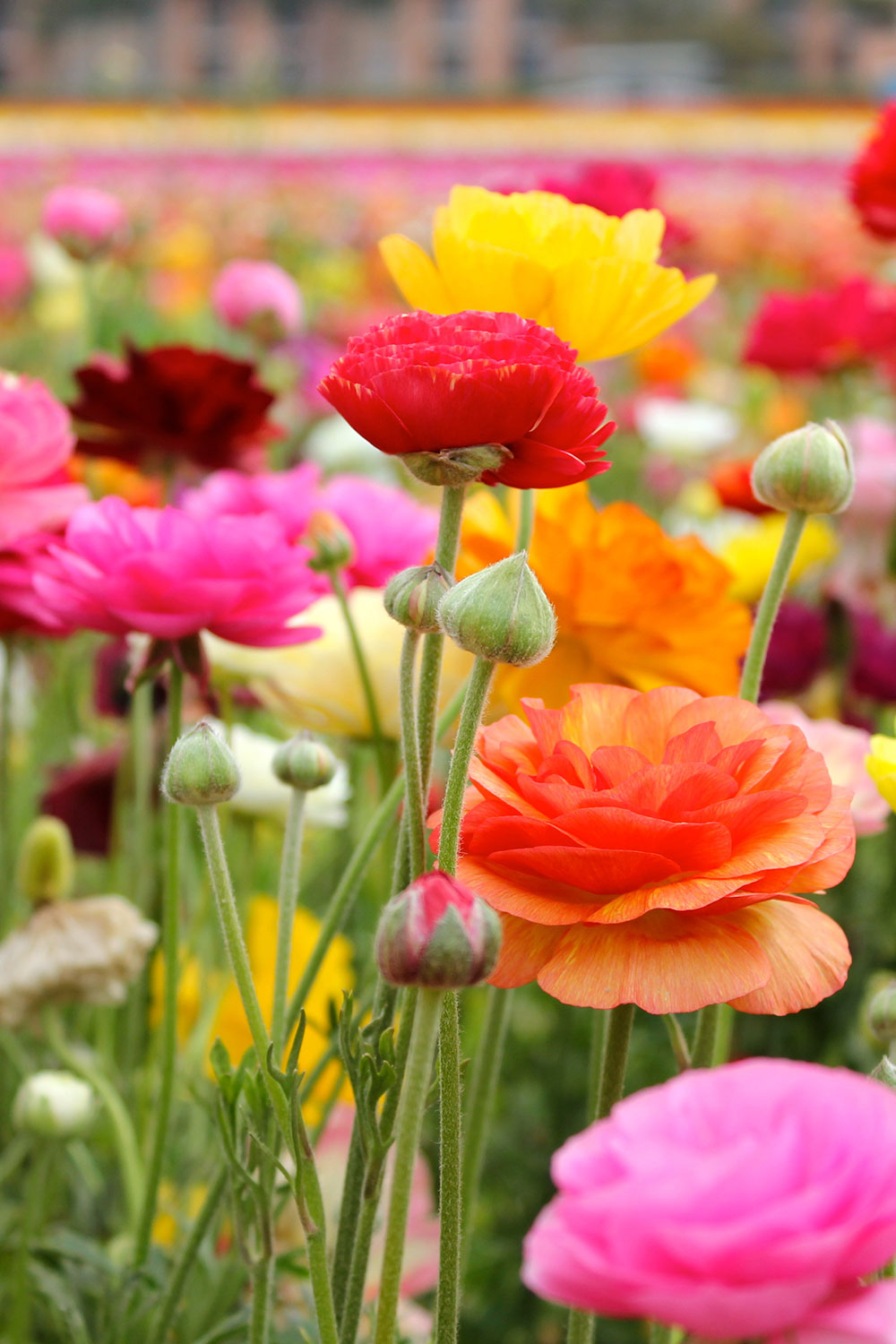 What to plant in January in Australia | Better Homes and Gardens