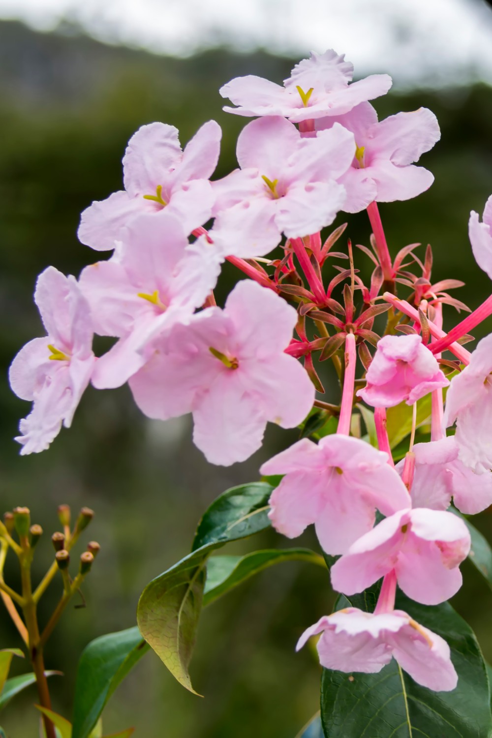 8 fragrant flowers for the sweetest smelling garden | Better Homes and ...