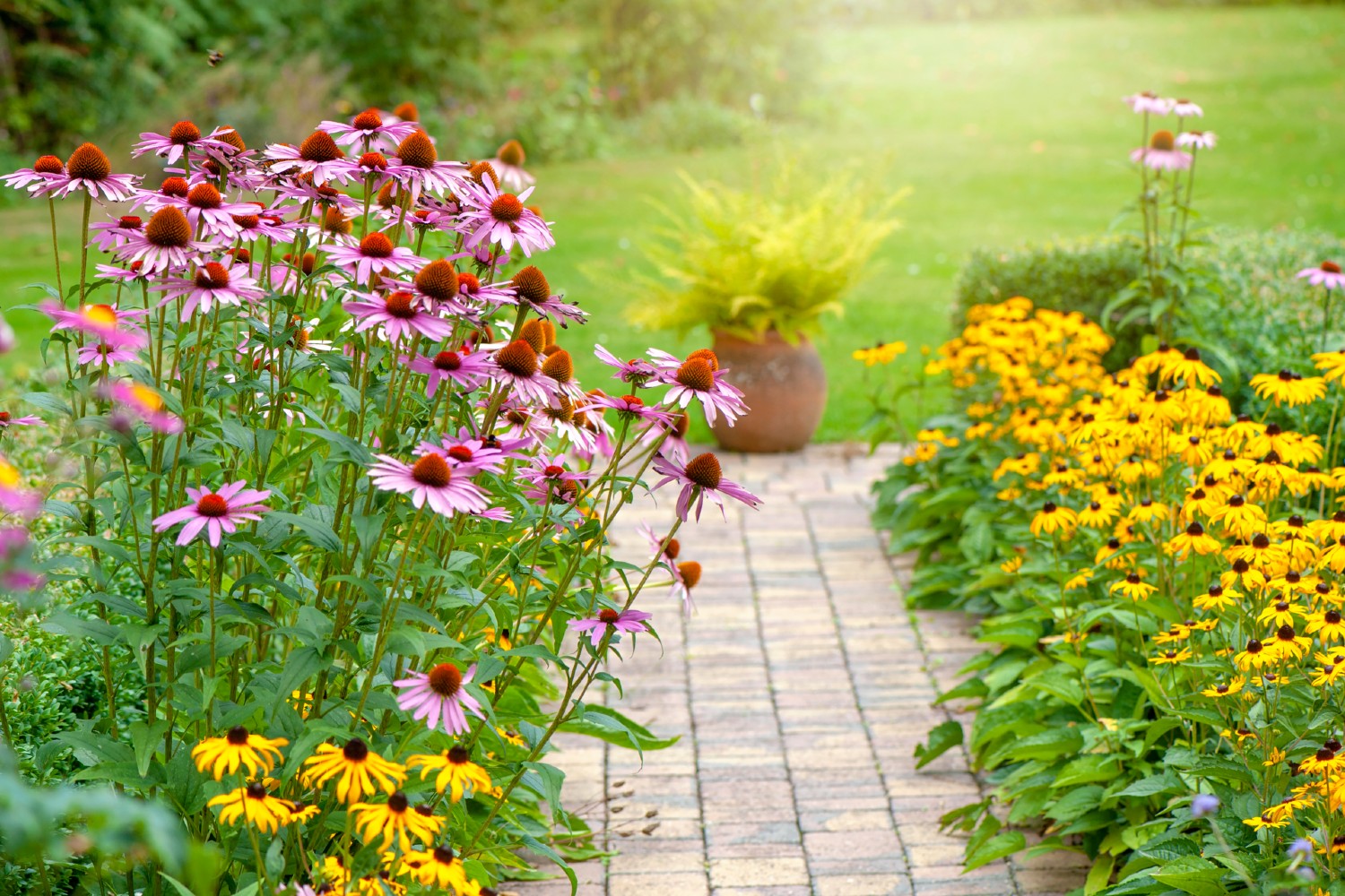 How To Divide Perennial Plants In Three Easy Steps | Better Homes and ...