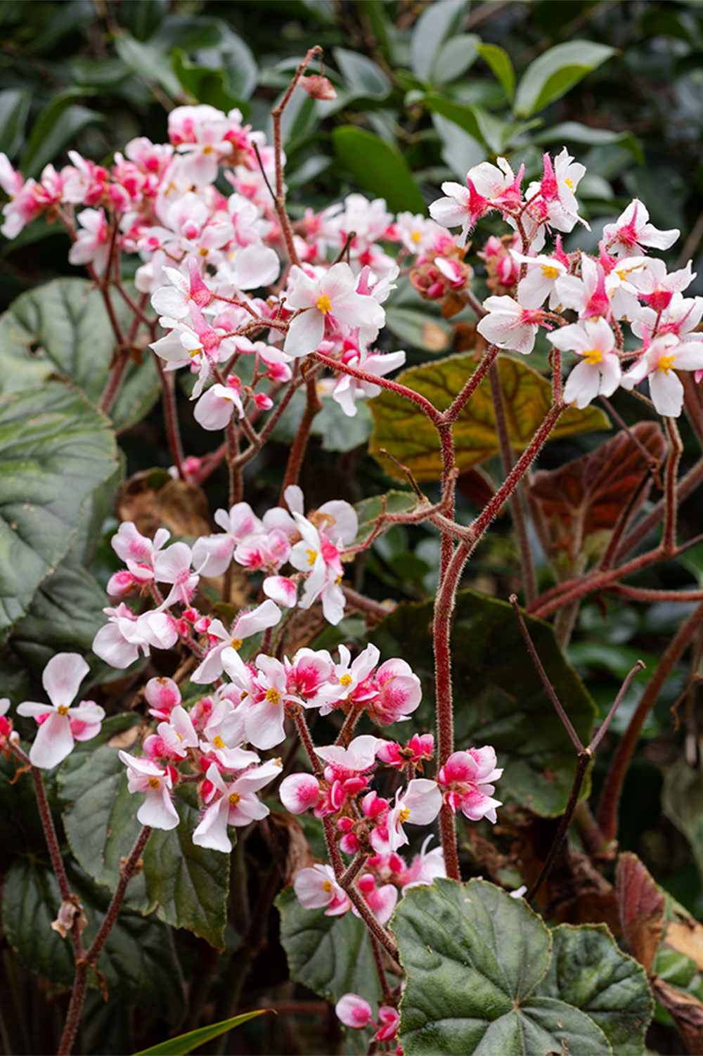 How to grow elephant ear begonia | Better Homes and Gardens