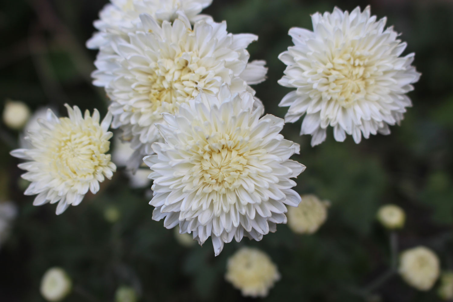 19 White Flowers Perfect For Any Garden | Better Homes and Gardens