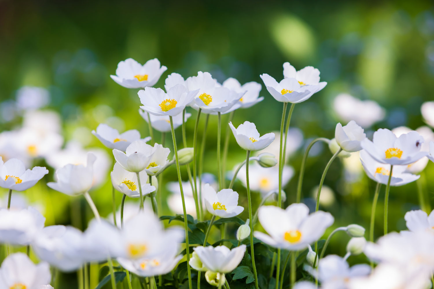 19 White Flowers Perfect For Any Garden | Better Homes and Gardens