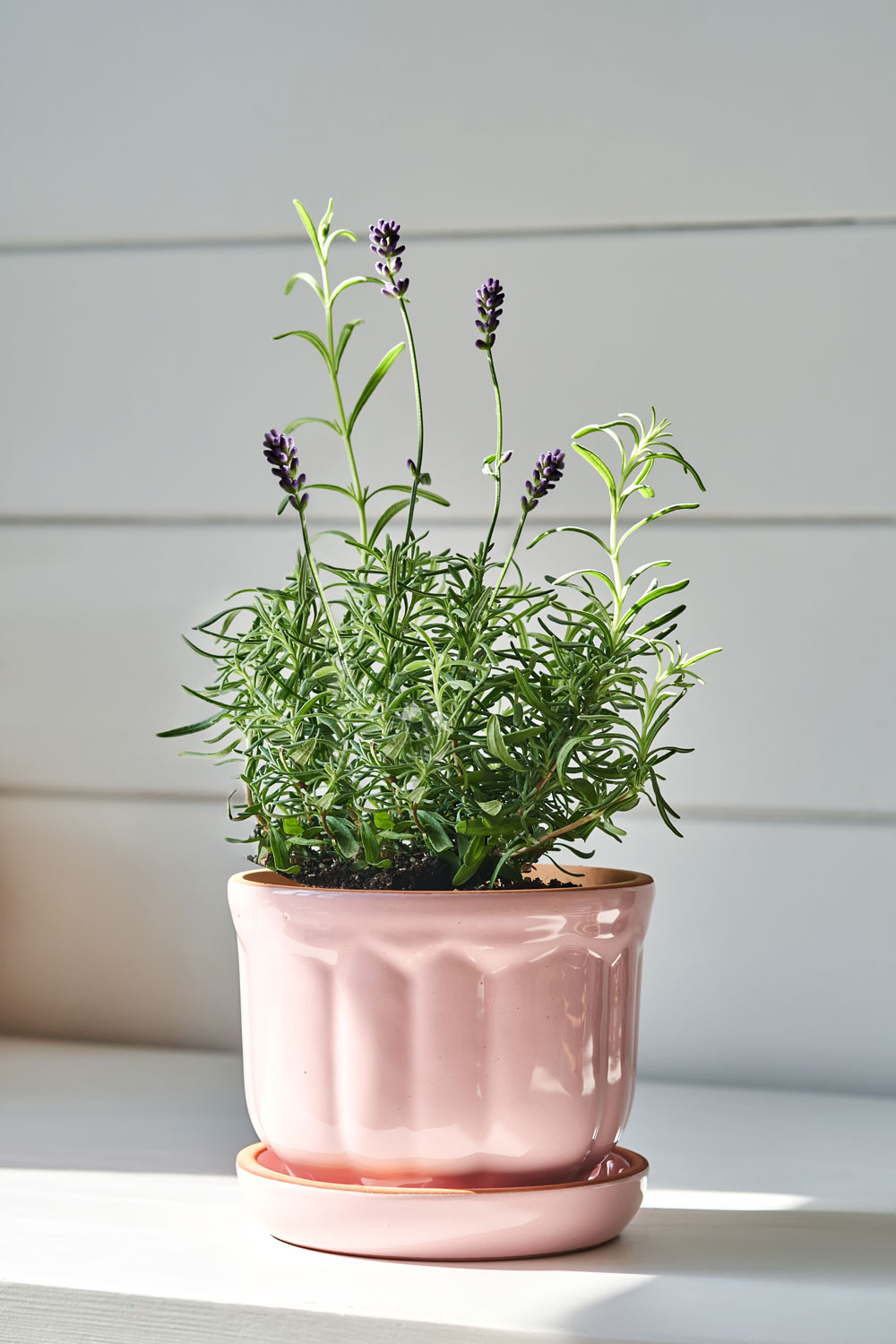 How to grow lavender | Better Homes and Gardens
