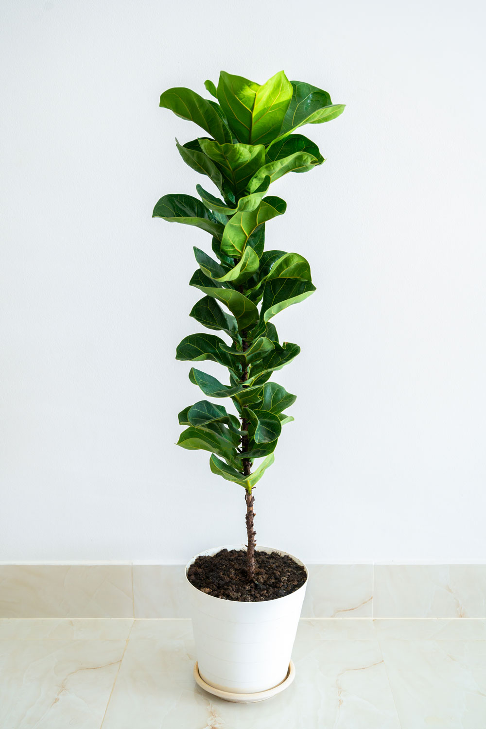 How to Propagate Fiddle Leaf Fig | Better Homes and Gardens | Better ...