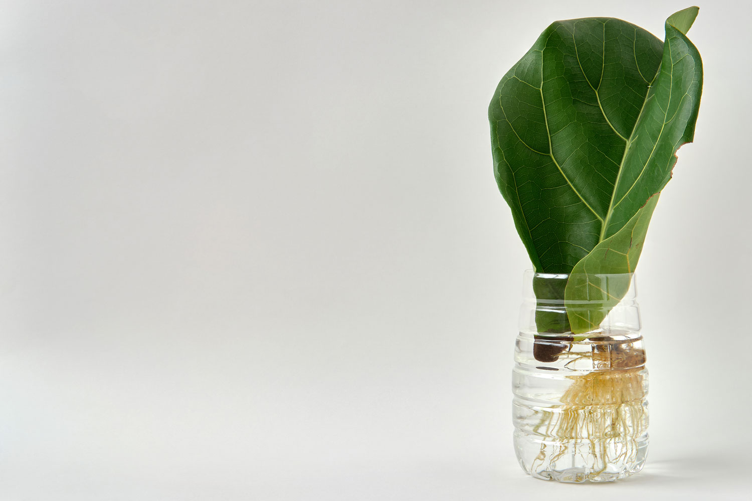 How to Propagate Fiddle Leaf Fig | Better Homes and Gardens | Better ...