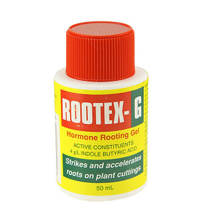 Best Method to Propagate Monstera Plants | Better Homes and Gardens