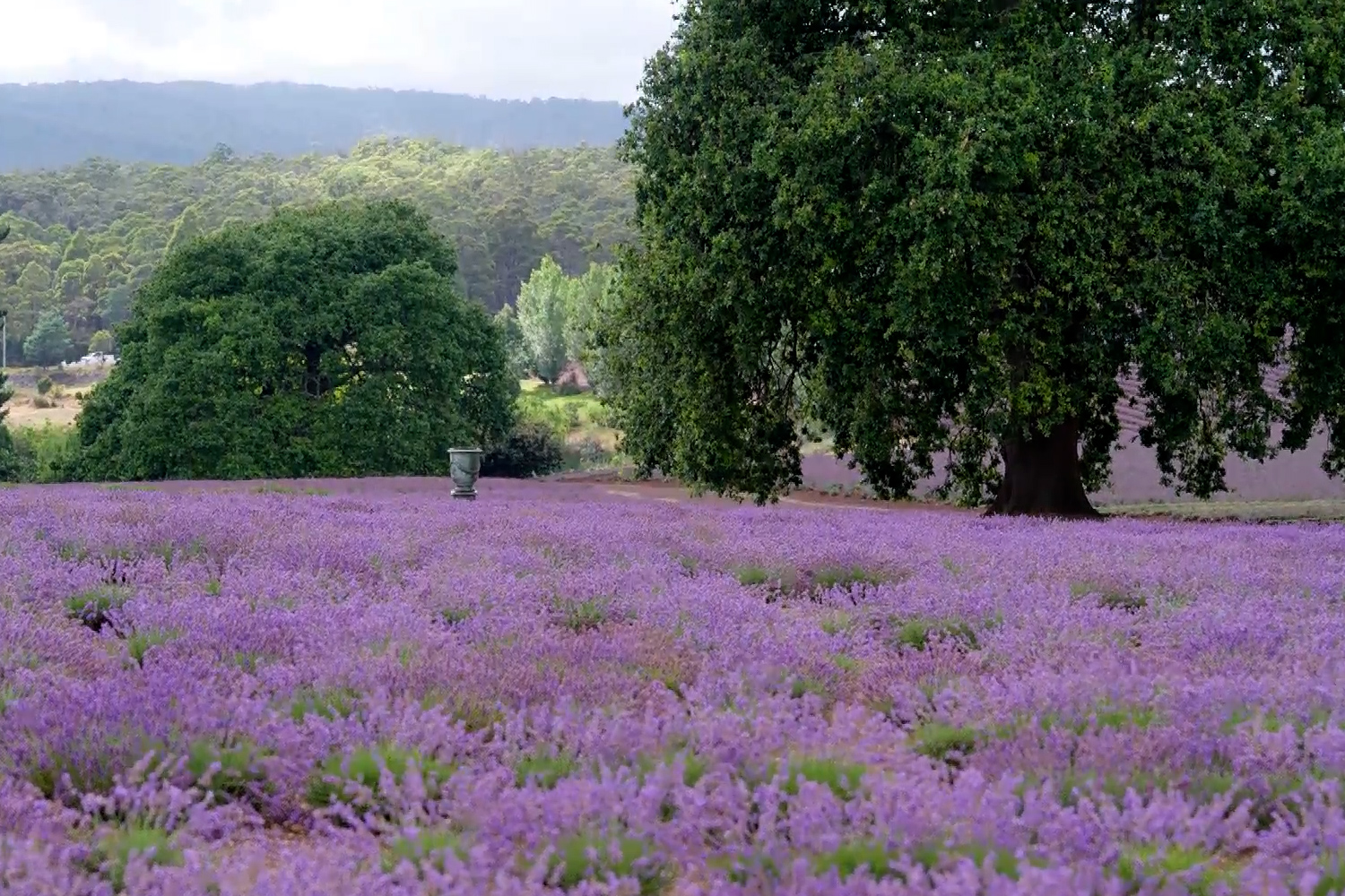Melissa tours Bridestowe Lavender Estate | Better Homes and Gardens