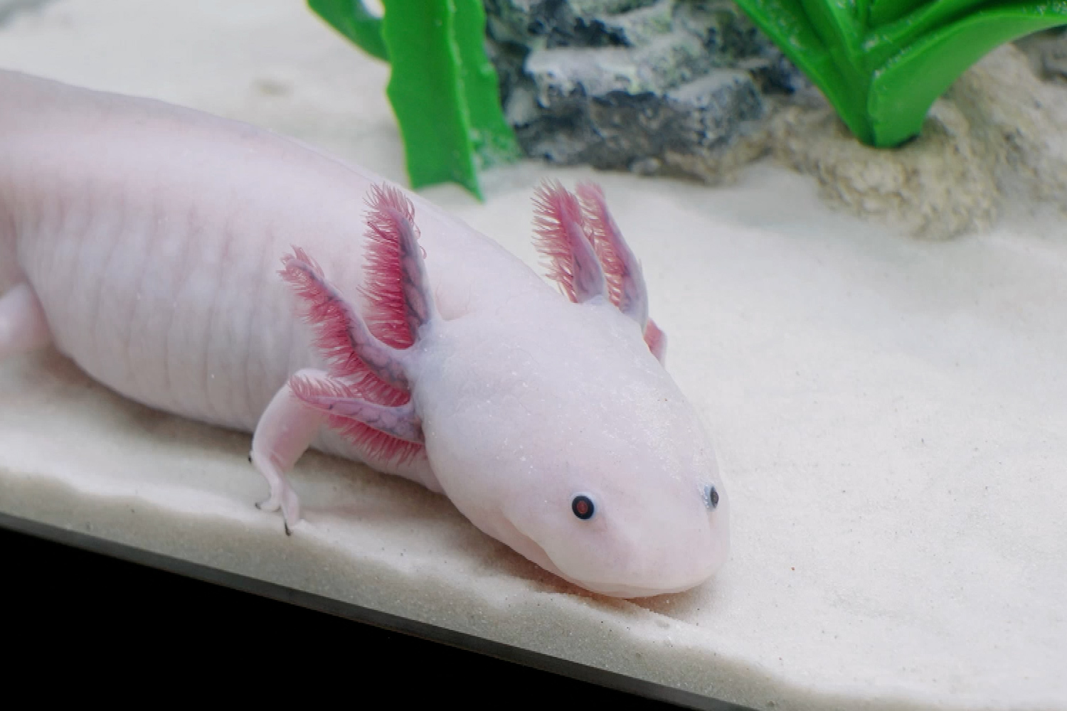 How to take care of axolotls for beginners | Better Homes and Gardens