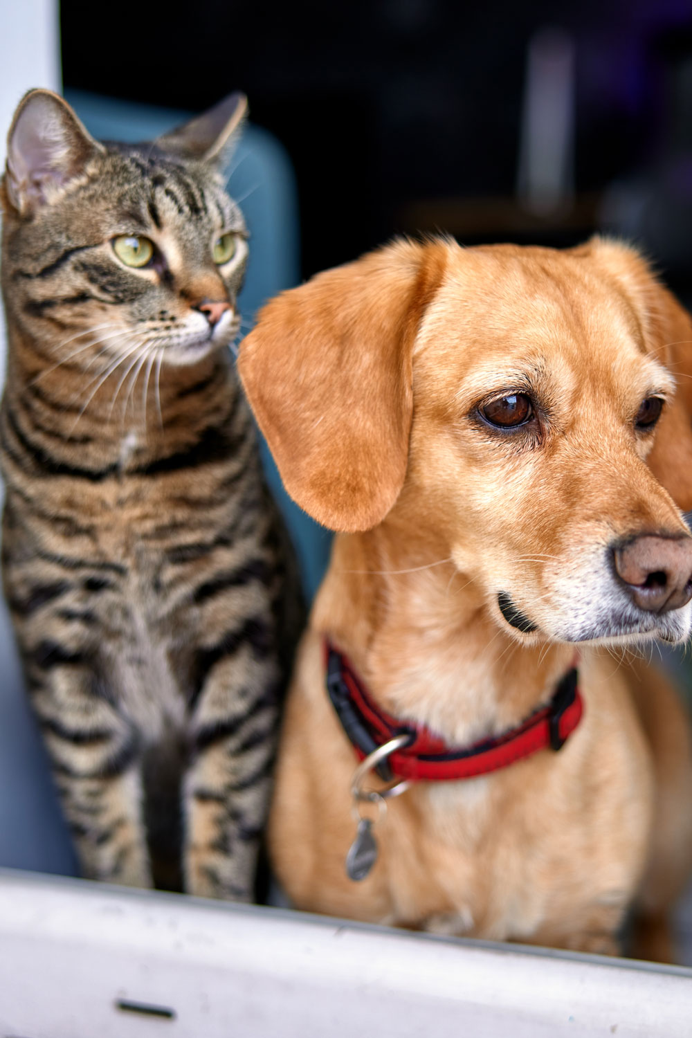 A Guide to Pet Insurance: What It Covers and Is It Worth It? | Better ...
