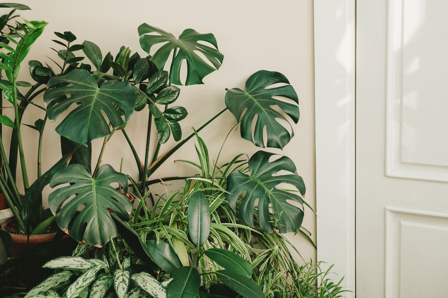 How to Propagate Monstera: The Method That Works The Best | Better ...