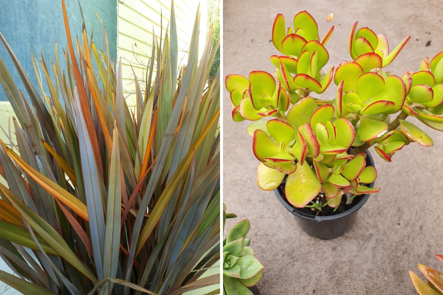 How to create a container garden | Better Homes and Gardens