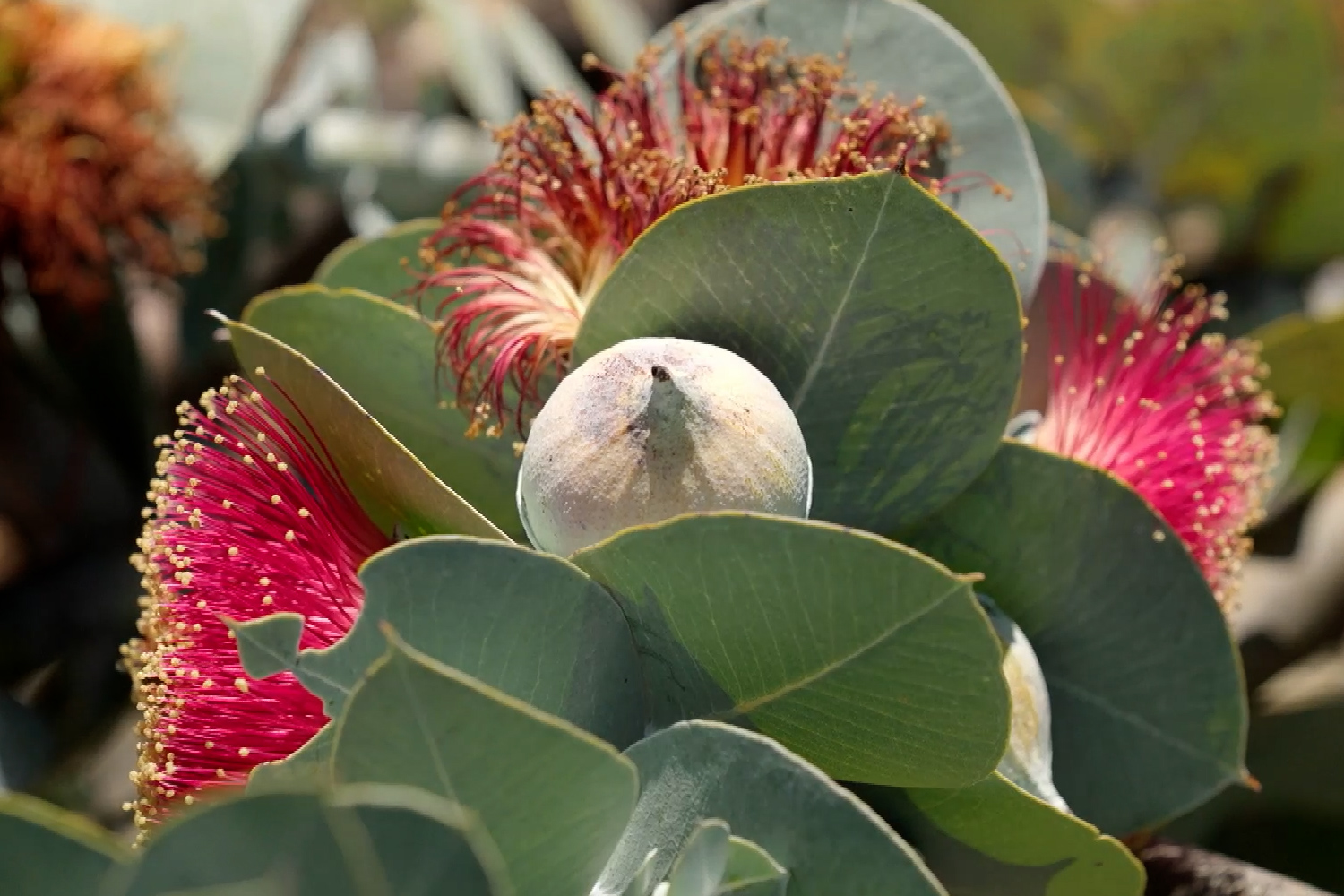 Charlie Albone visits Kings Park in Perth | Better Homes & Gardens