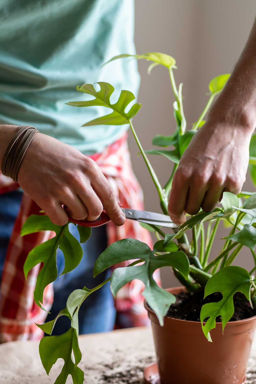 Study finds plants make noise when stressed, just like humans | Better ...
