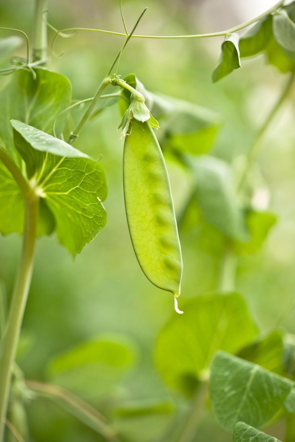 How To Grow Snowpeas | Better Homes and Gardens