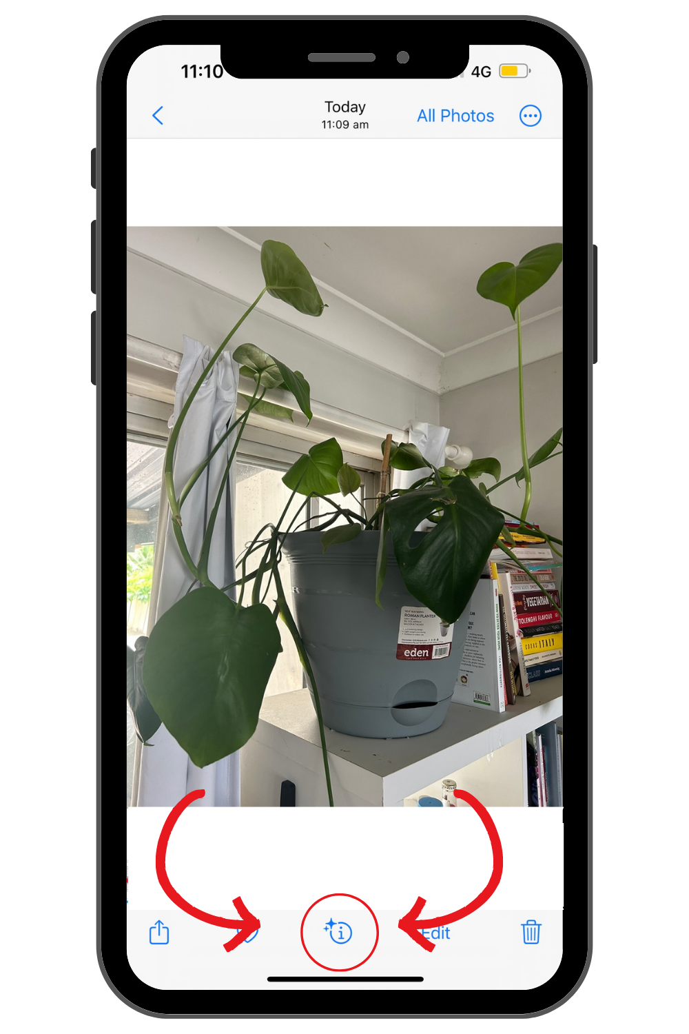 How to Identify Plants Using iPhone's Visual Look Up Feature | Better ...