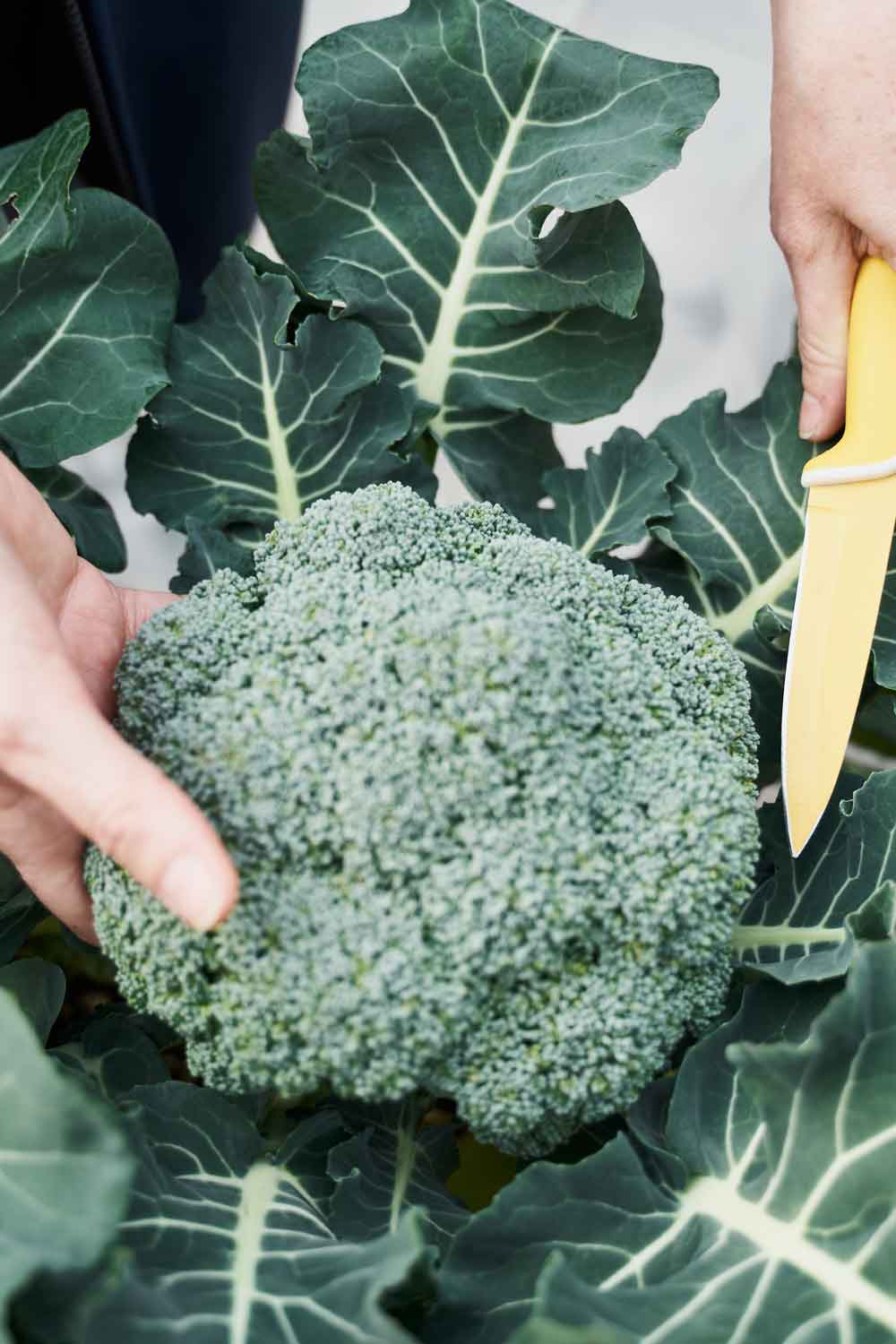 Broccoli Gardening 101: How to Grow Your Own Broccoli | Better Homes ...