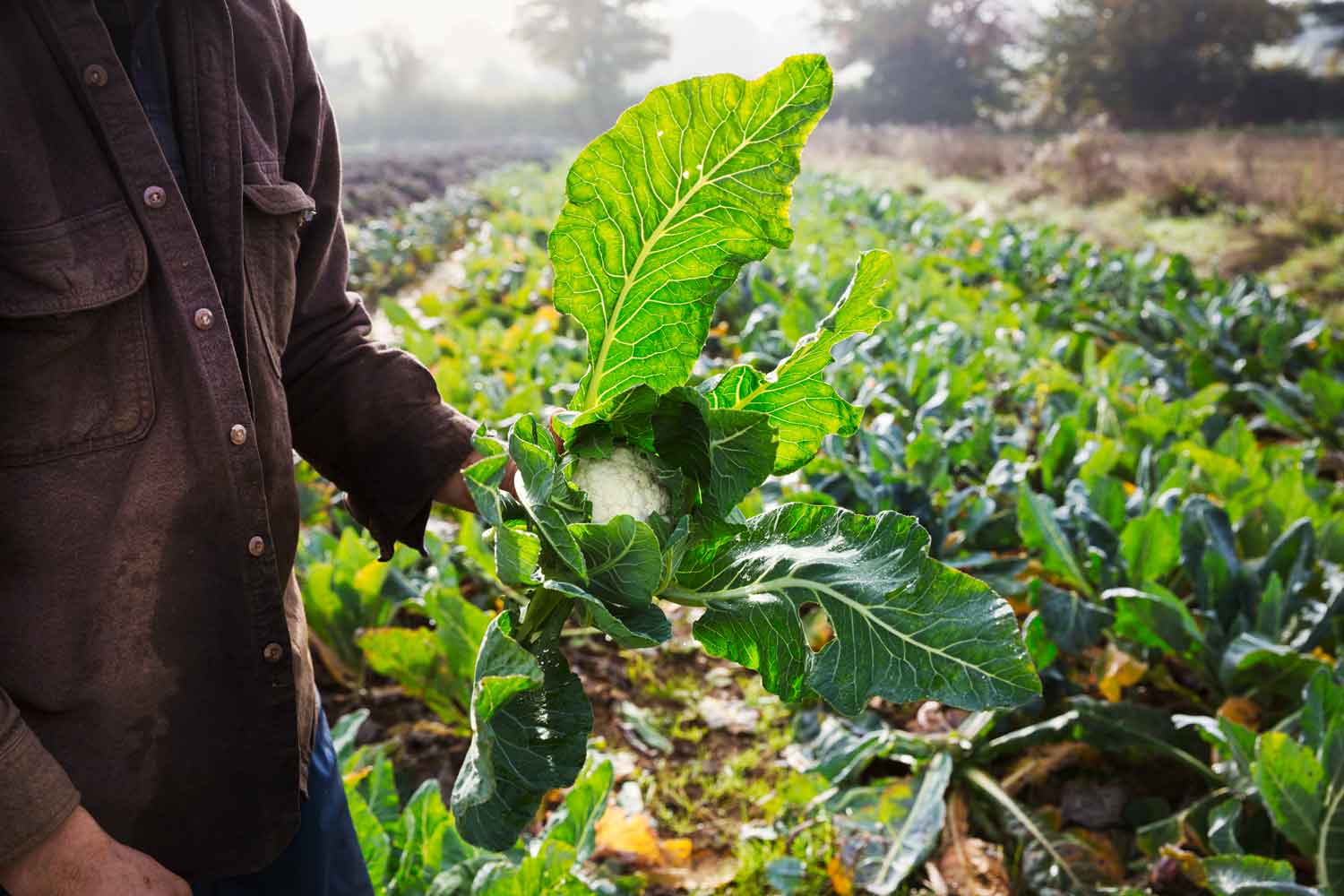 The Ultimate Guide for Growing Cauliflower Successfully | Better Homes ...