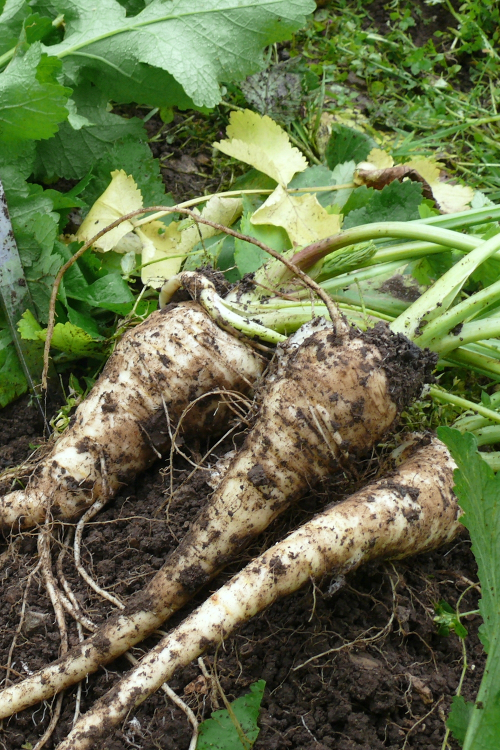 How To Grow Parsnip | Better Homes and Gardens