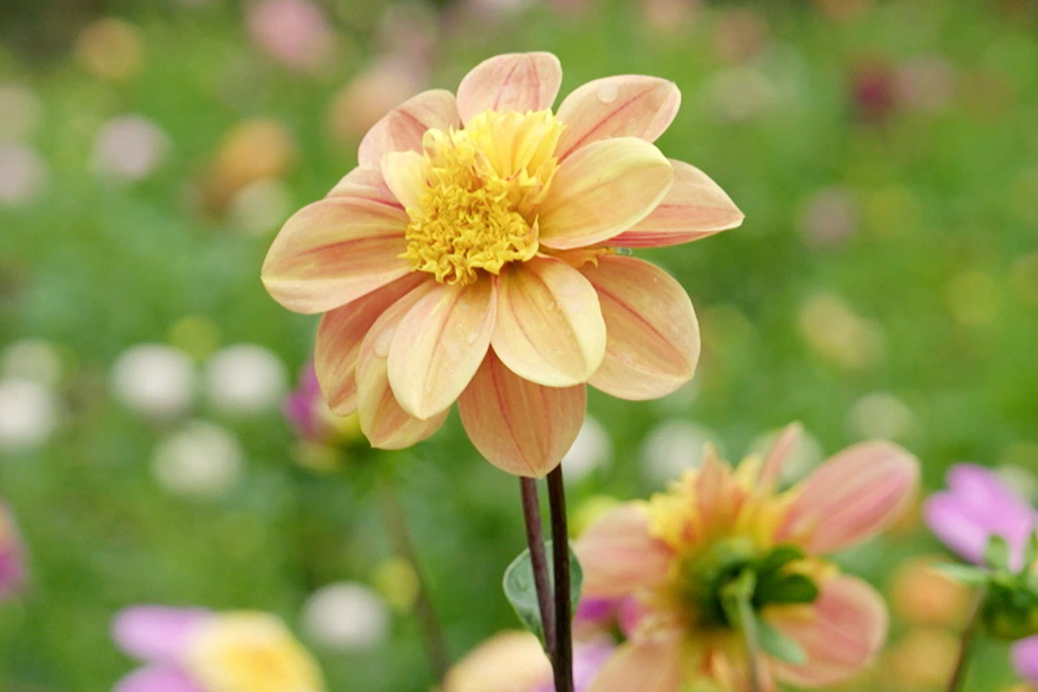 Melissa Visits A Micro Flower Farm | Better Homes and Gardens