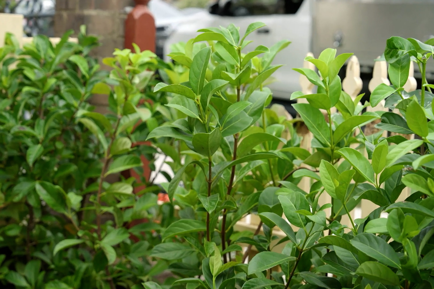 How To Make Your Hedge Thick And Lush | Better Homes and Gardens