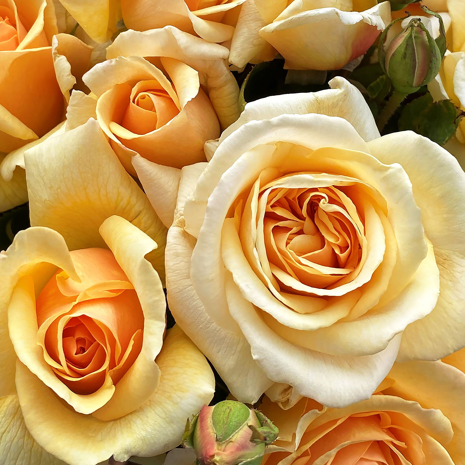 The Secret to Pruning Roses: Avoid These 5 Mistakes | Better Homes and ...