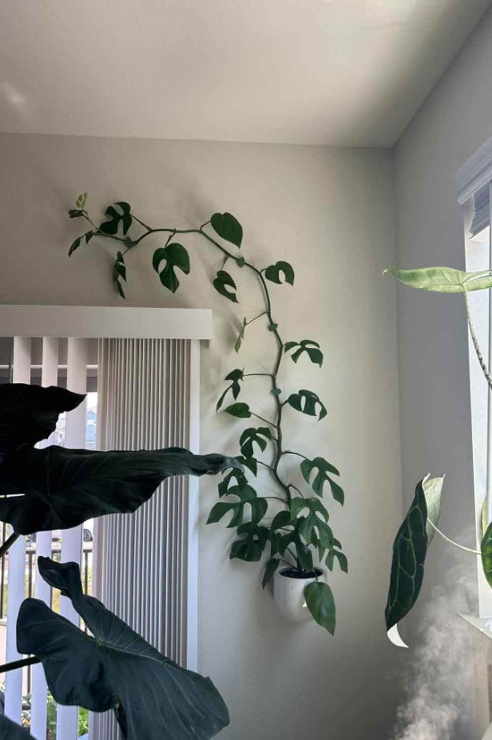 How to train your mini monstera to climb the wall | Better Homes and ...