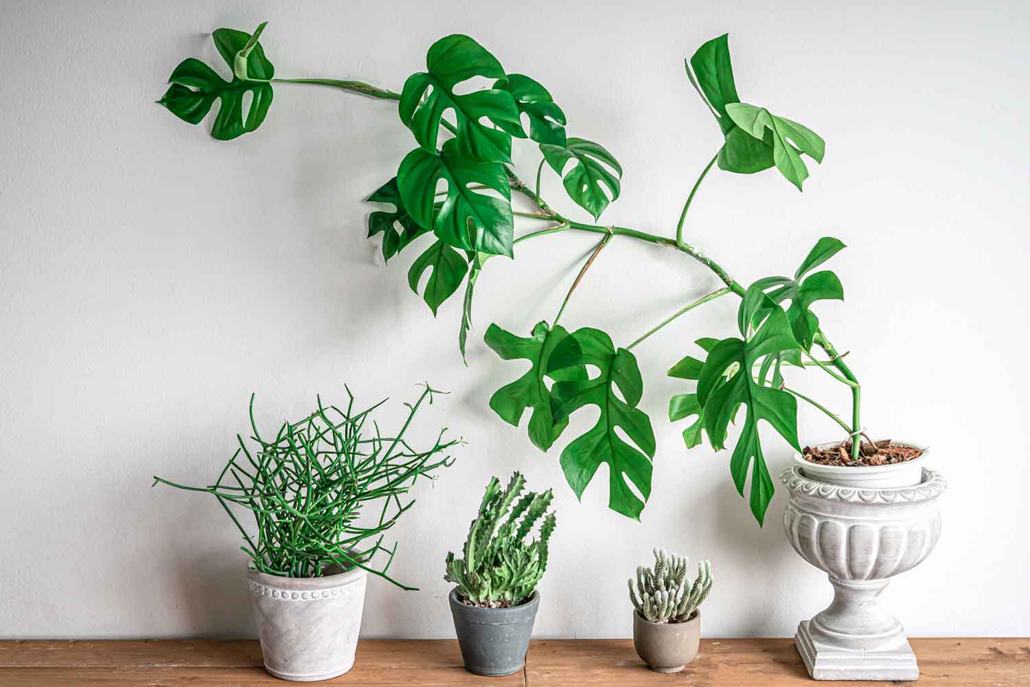 How to train your mini monstera to climb the wall | Better Homes and ...