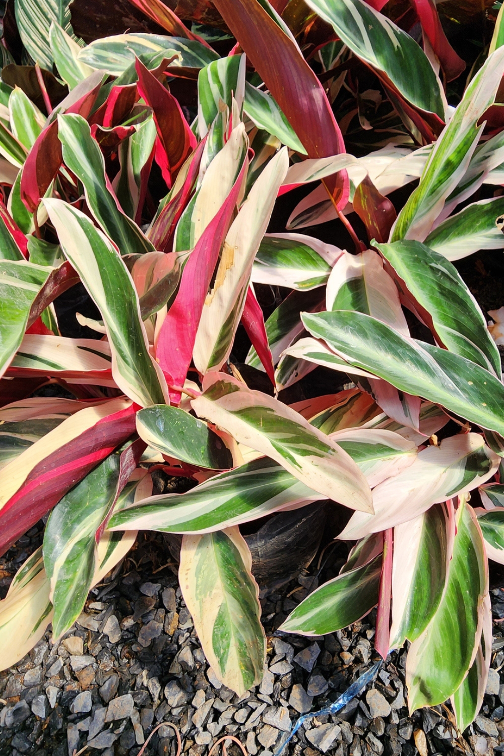 How To Grow And Care For Ctenanthe | Better Homes and Gardens