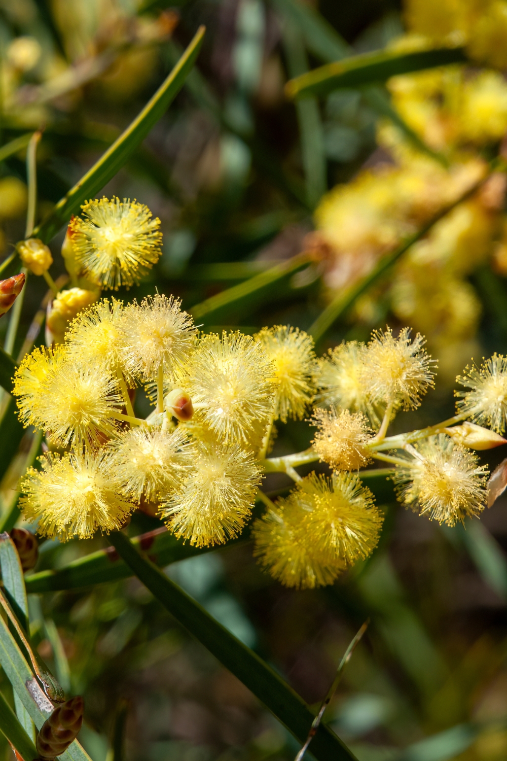 11 Best Winter Flowers In Australia | Better Homes and Gardens