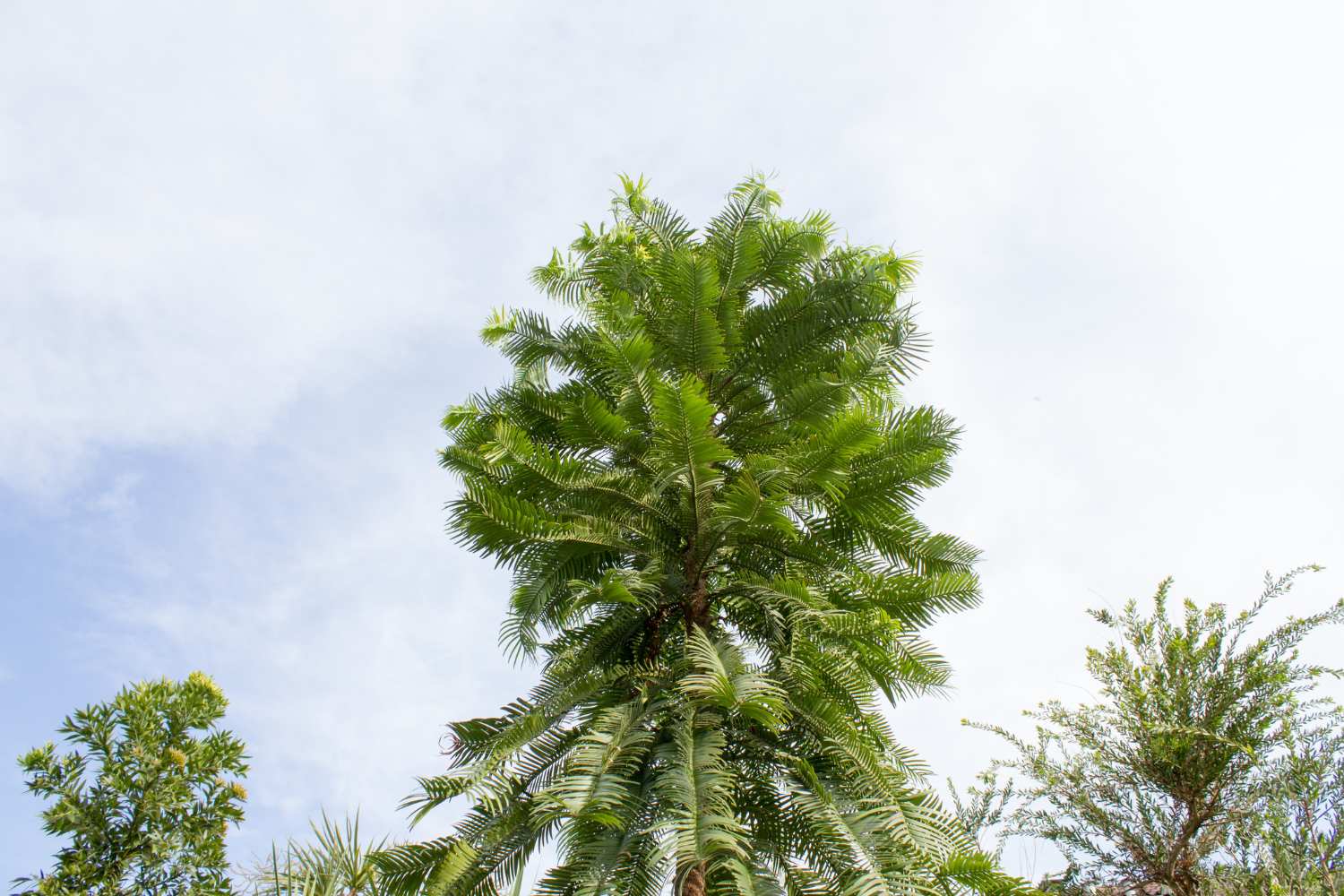 Wollemi Pine: How To Grow And Care For A Prehistoric Tree | Better ...