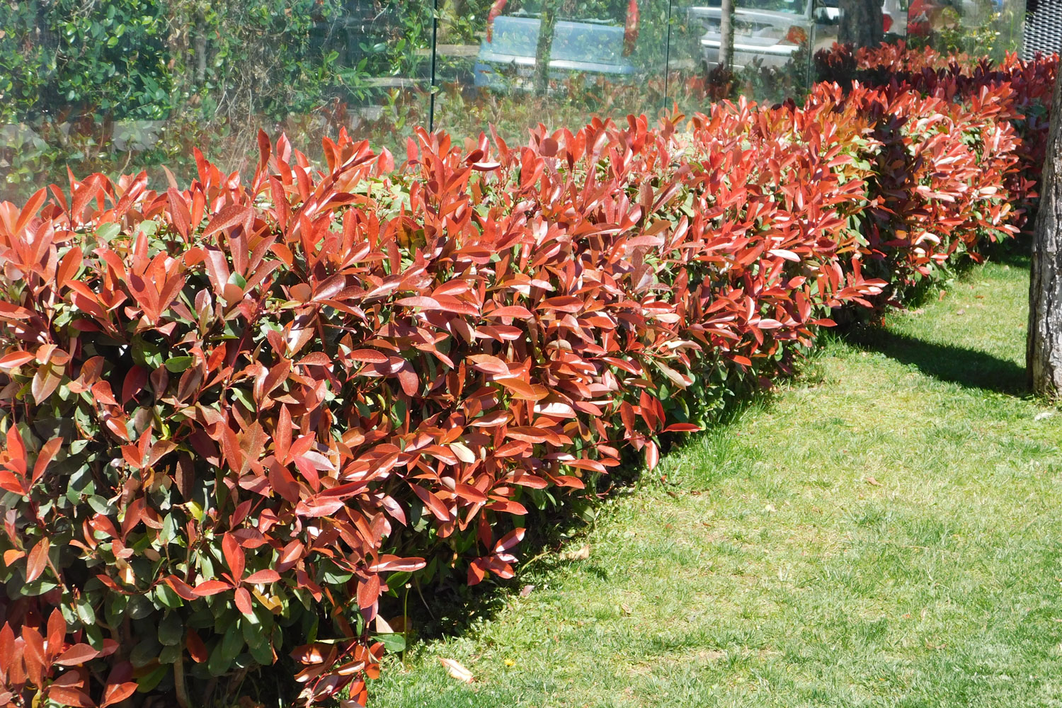 Hedging Plants: The Best Screening Plants In Australia | Better Homes ...