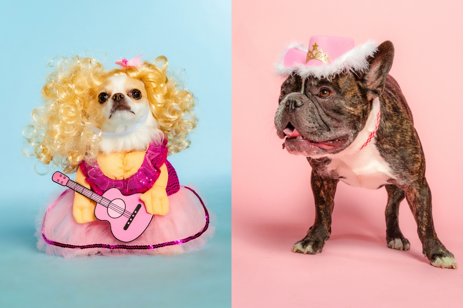 Petbarn's Dolly Parton Pet Apparel And Toys | Better Homes and Gardens