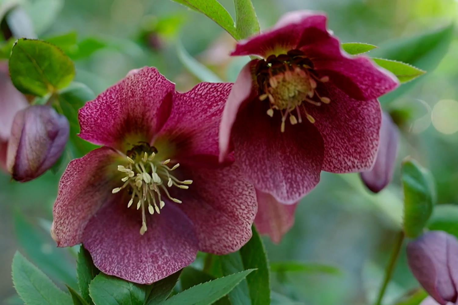 How To Propagate Hellebores | Better Homes and Gardens