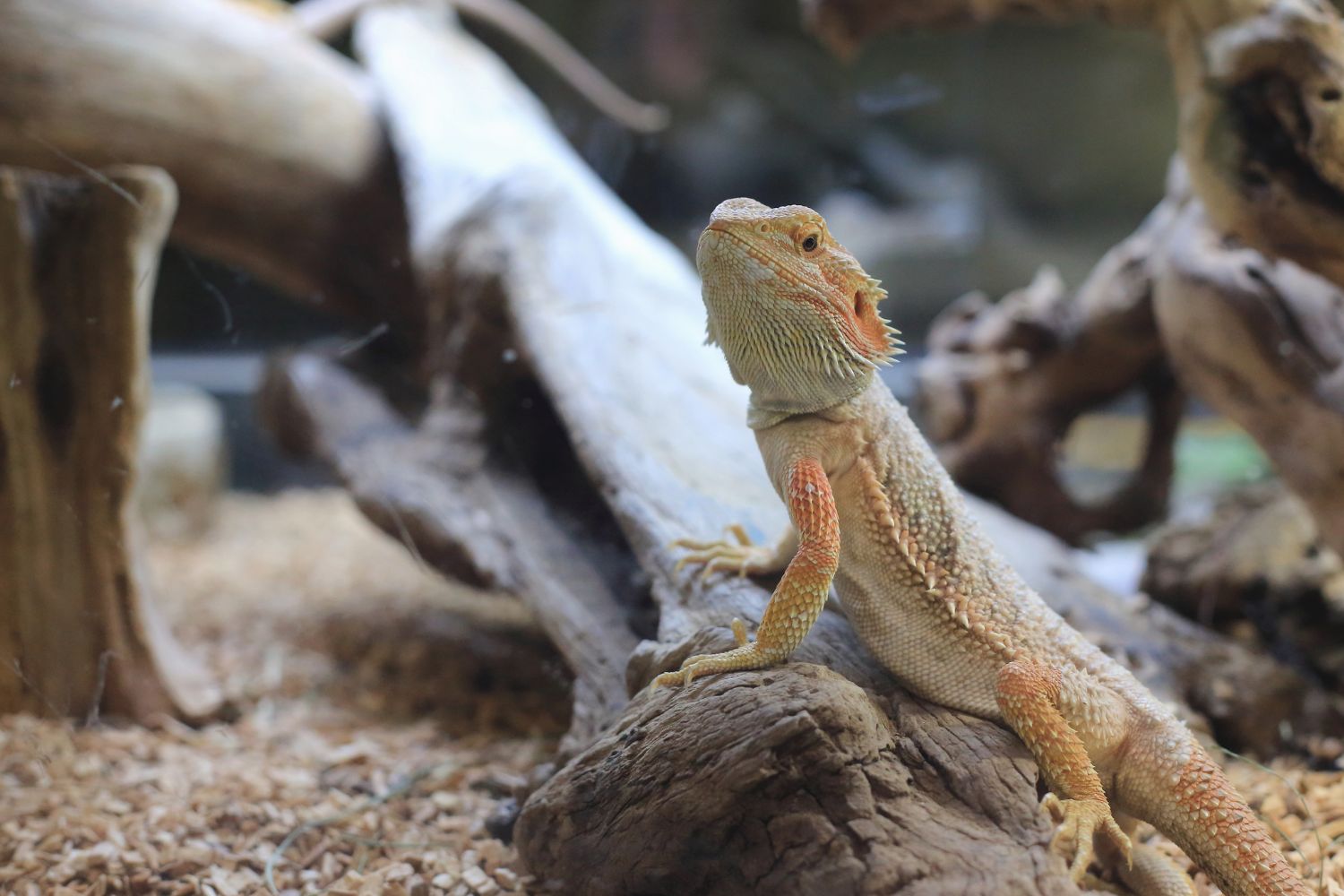 How To Care For Your Bearded Dragon | Better Homes and Gardens