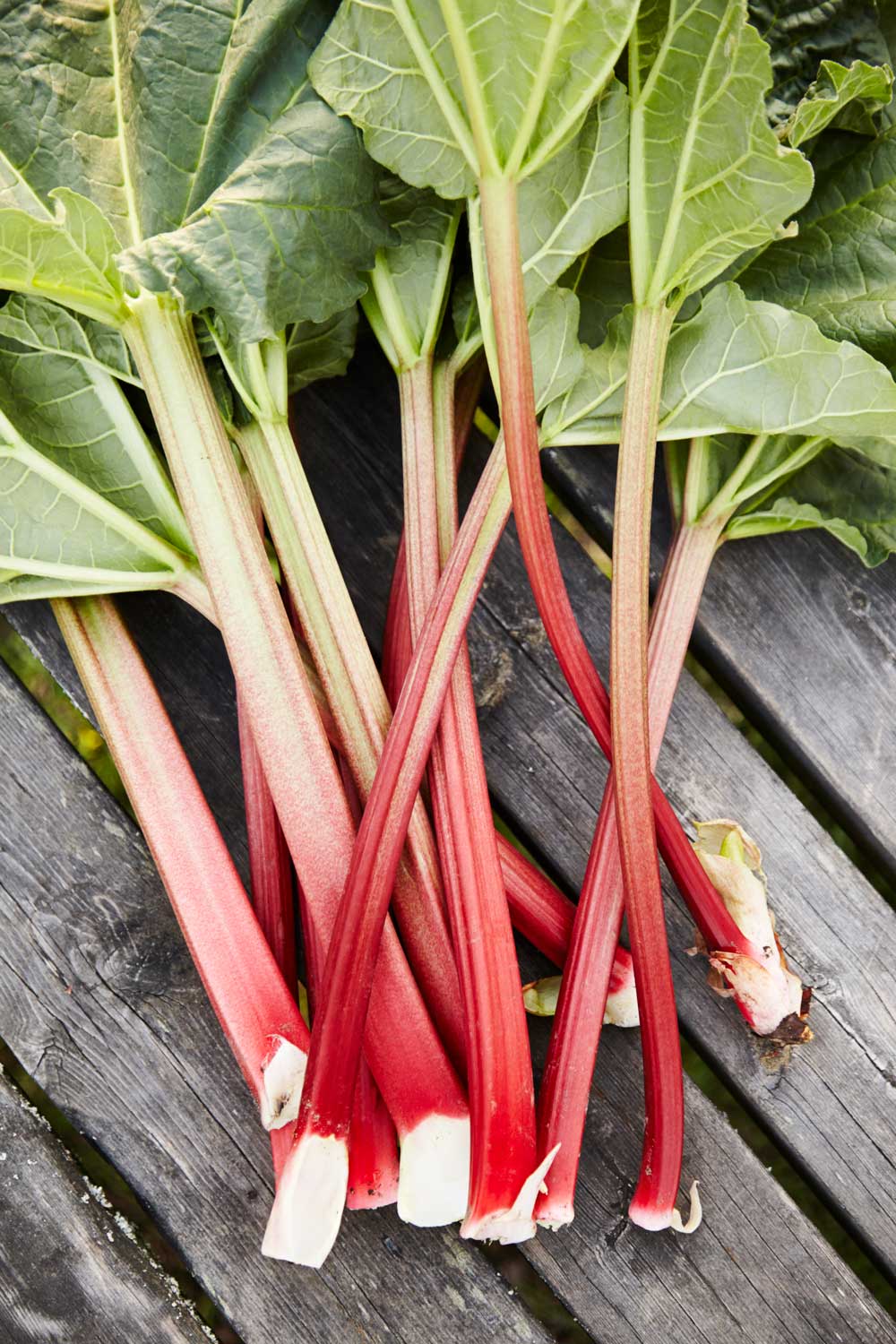 Stewed Rhubarb: How To Cook Rhubarb In 5 Minutes | Better Homes and Gardens