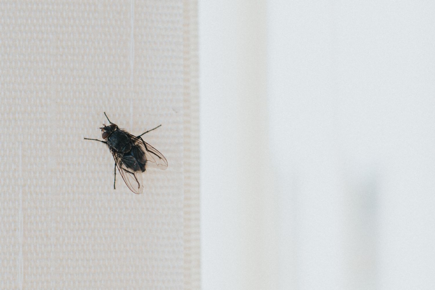 Fly Away Fly Repellent Fan: Do Fly Repellents Work? | Better Homes and ...