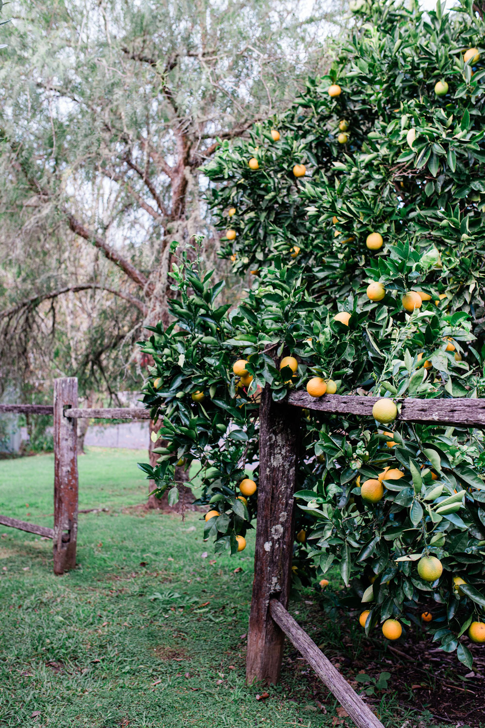 Citrus Tree Roots: How To Tell If Your Plant Is Root Bound | Better ...
