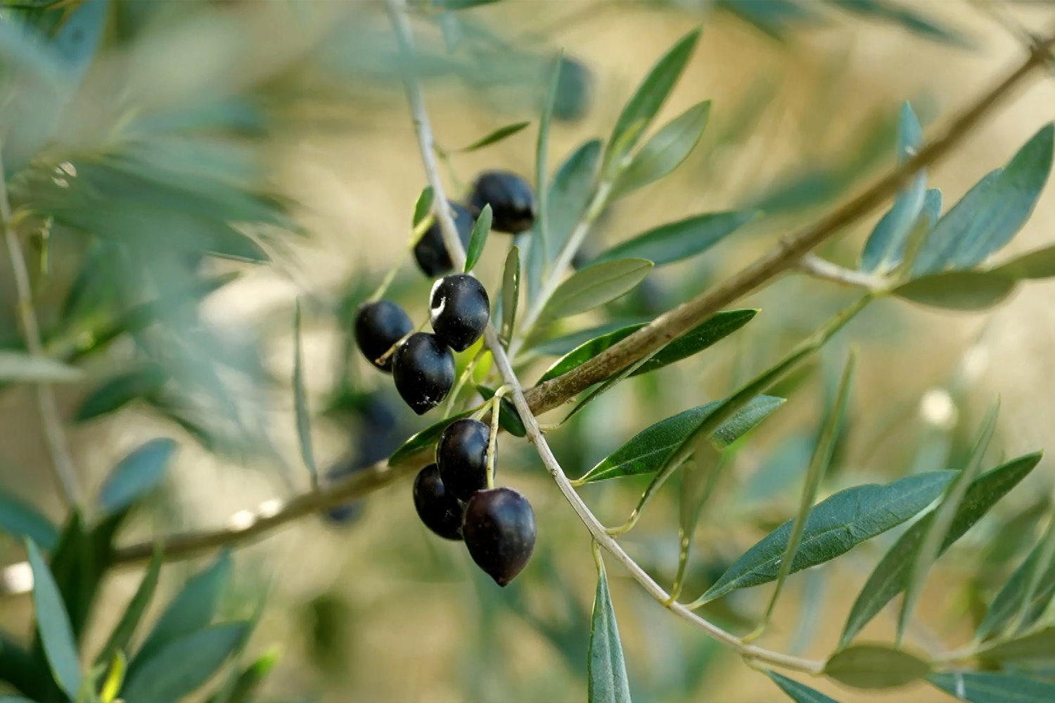 Graham Ross Meets Head Gardener At Montalto Winery | Better Homes and ...