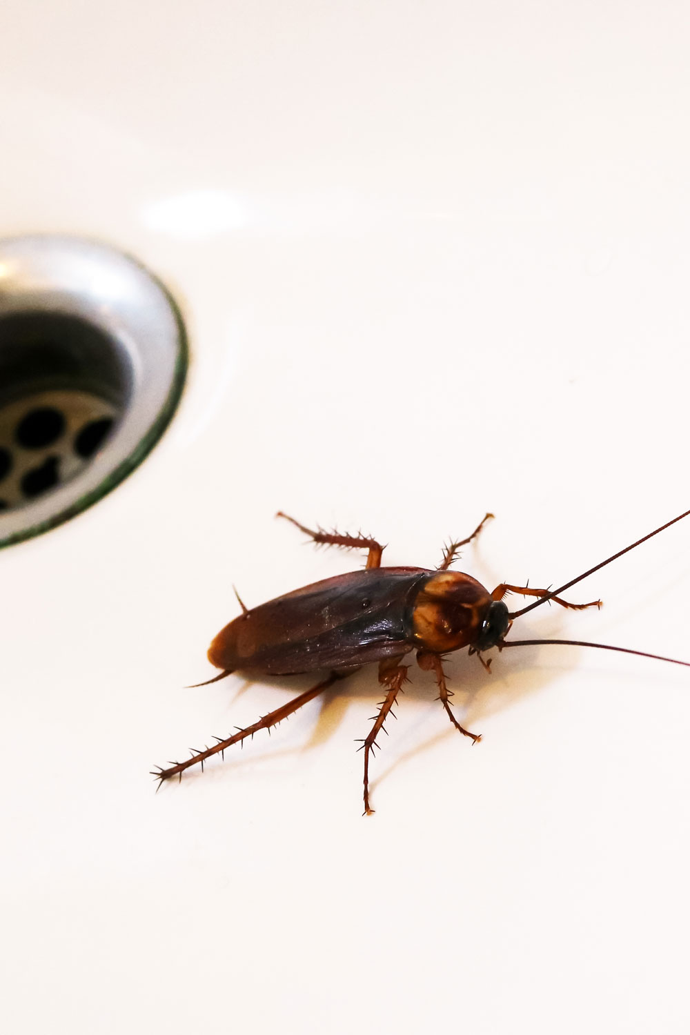 Does The “vase trick” Really Work To Keep Cockroaches Out? | Better ...