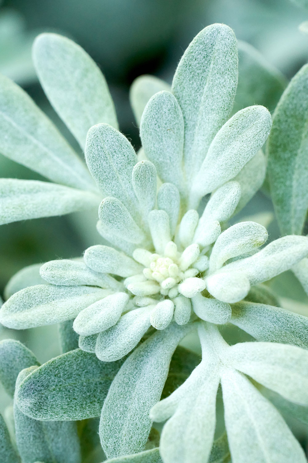 Snake Repellent Plants: Protect Your Garden The Natural Way | Better ...