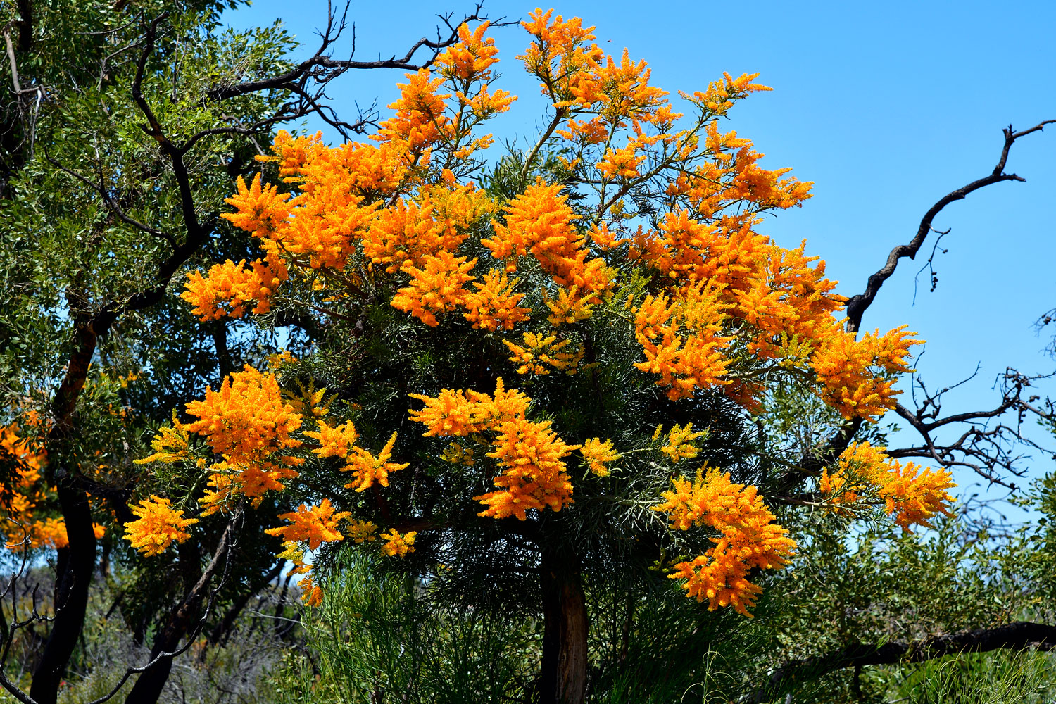 Australian Christmas Tree: The Story Of Australia's Unique Tree ...