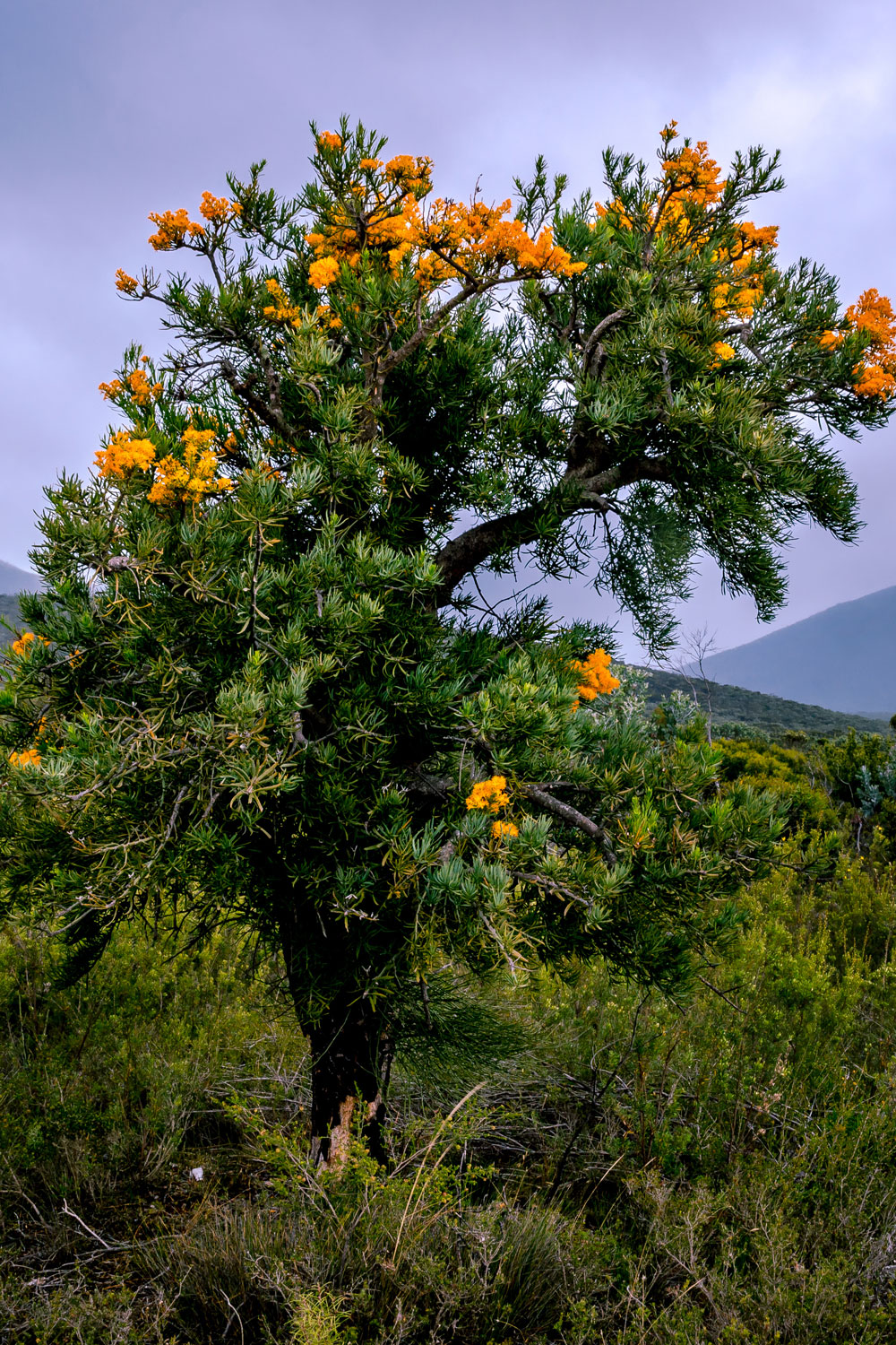 Australian Christmas Tree: The Story Of Australia's Unique Tree ...
