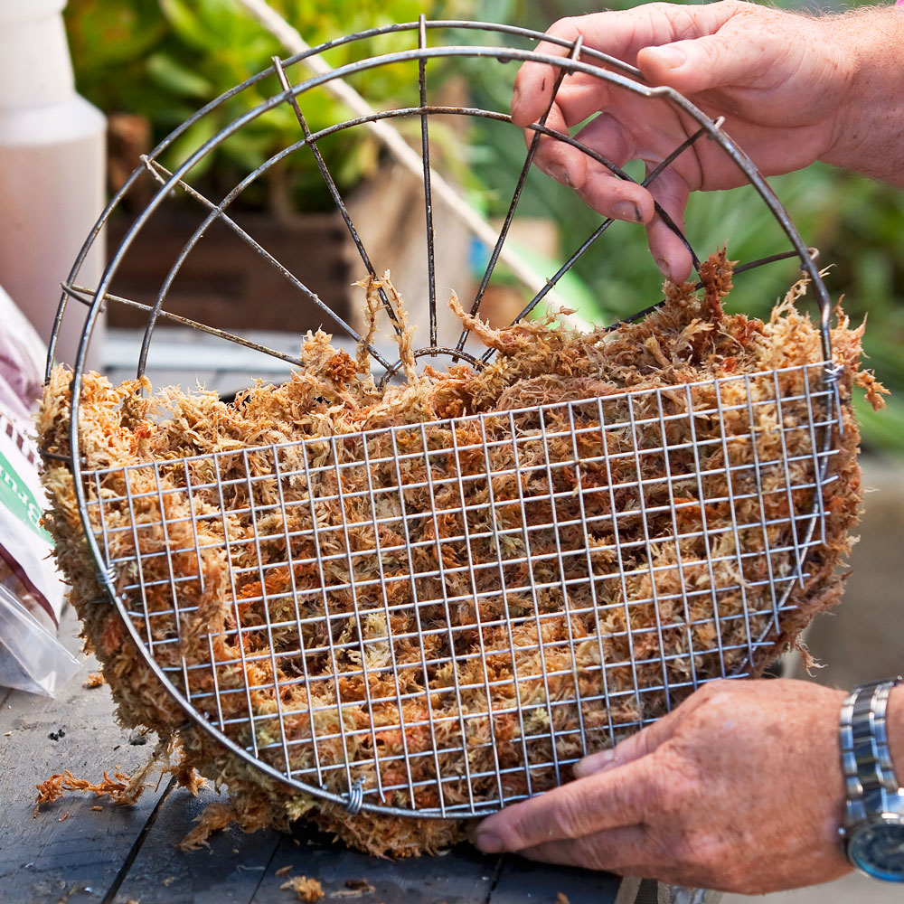 How to make a succulent planter from a fan | Better Homes and Gardens