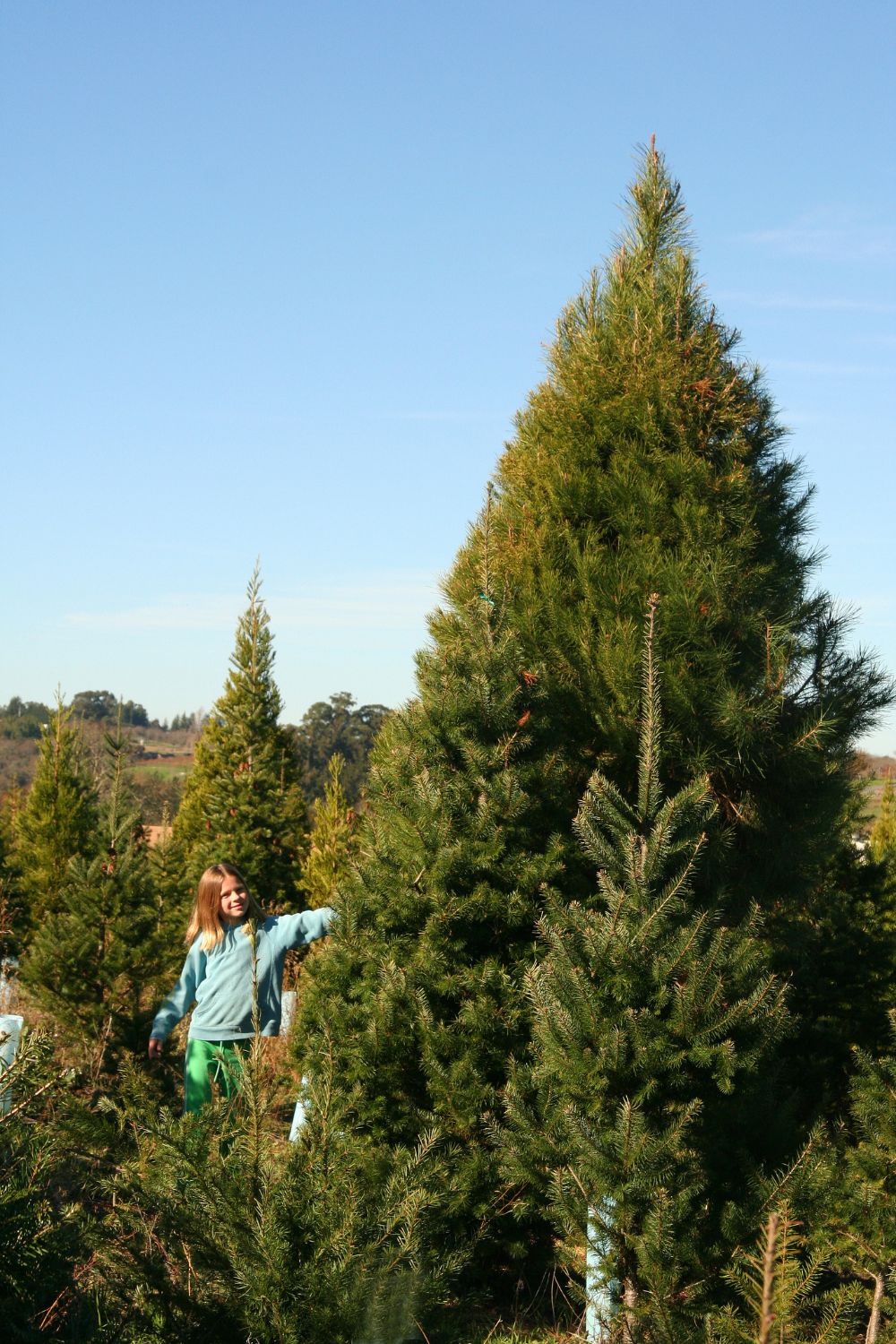 Best places in Australia to buy a real Christmas tree | Better Homes ...