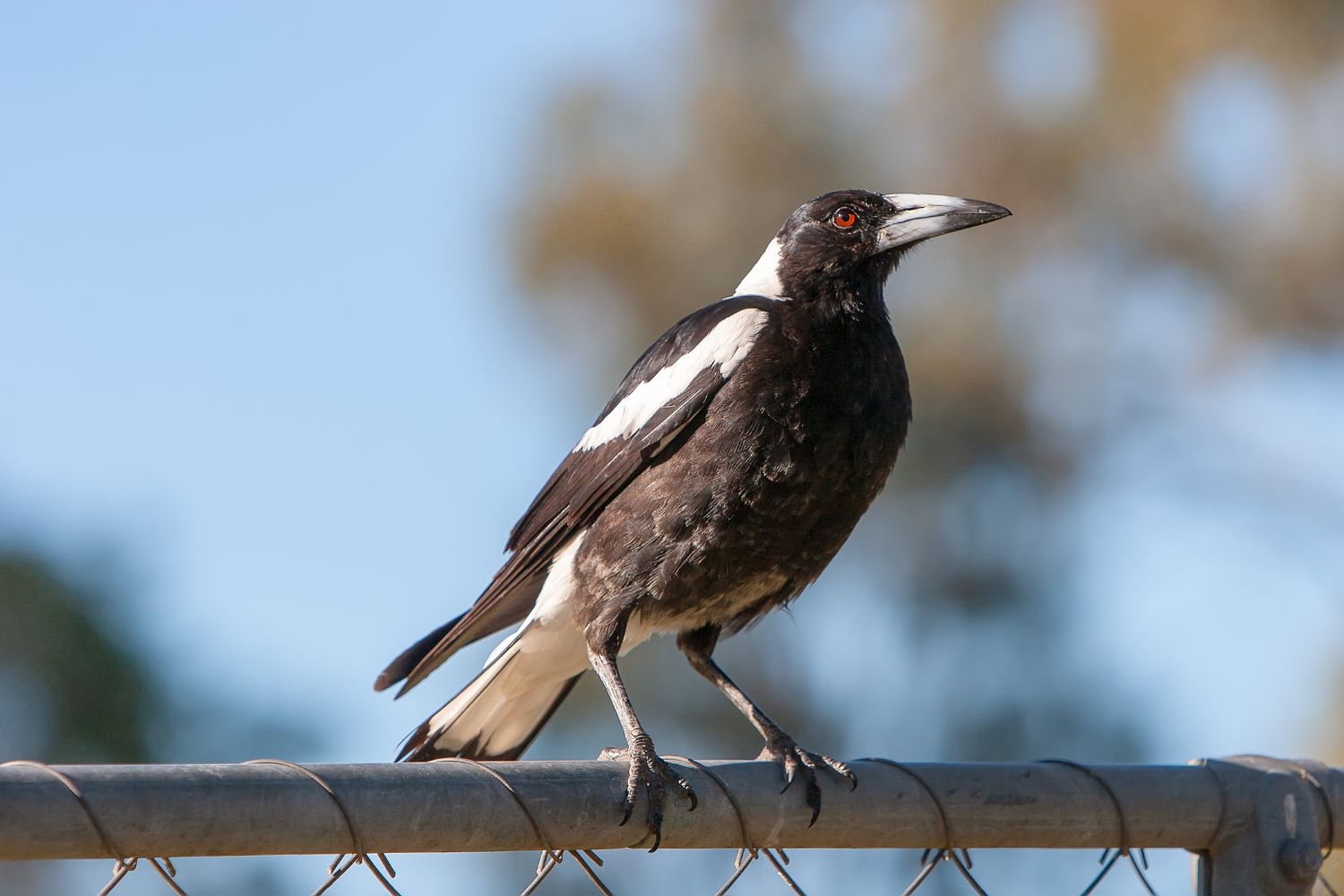 Magpie Attacks By State 2023 | Better Homes and Gardens
