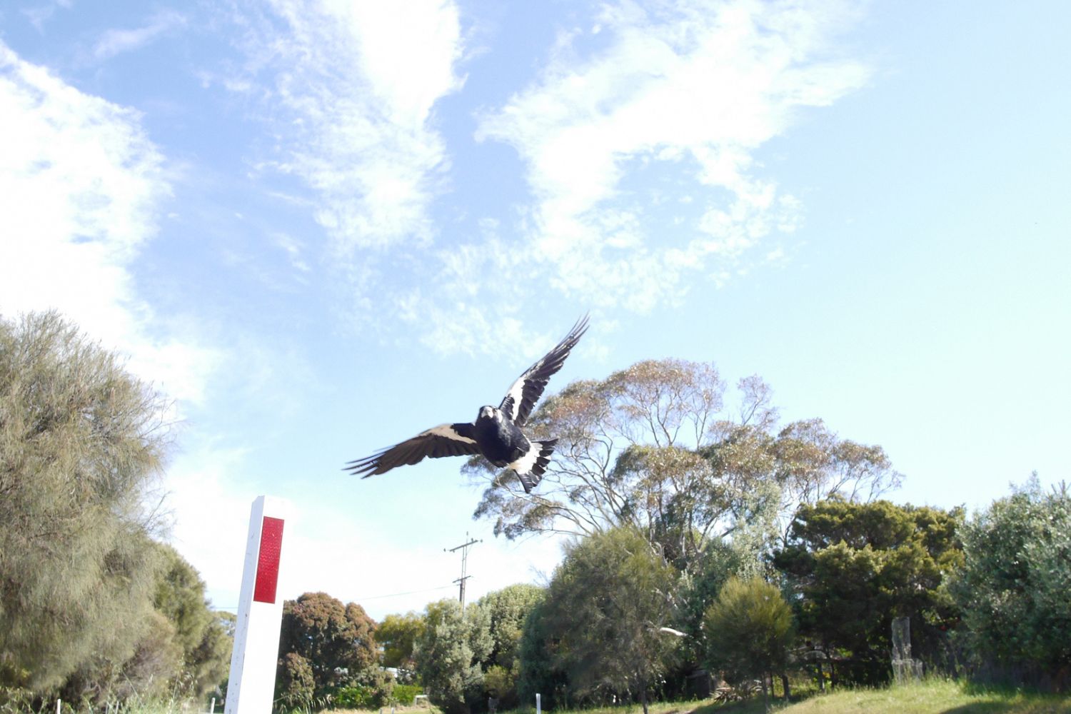 Magpie Attacks By State 2023 | Better Homes and Gardens