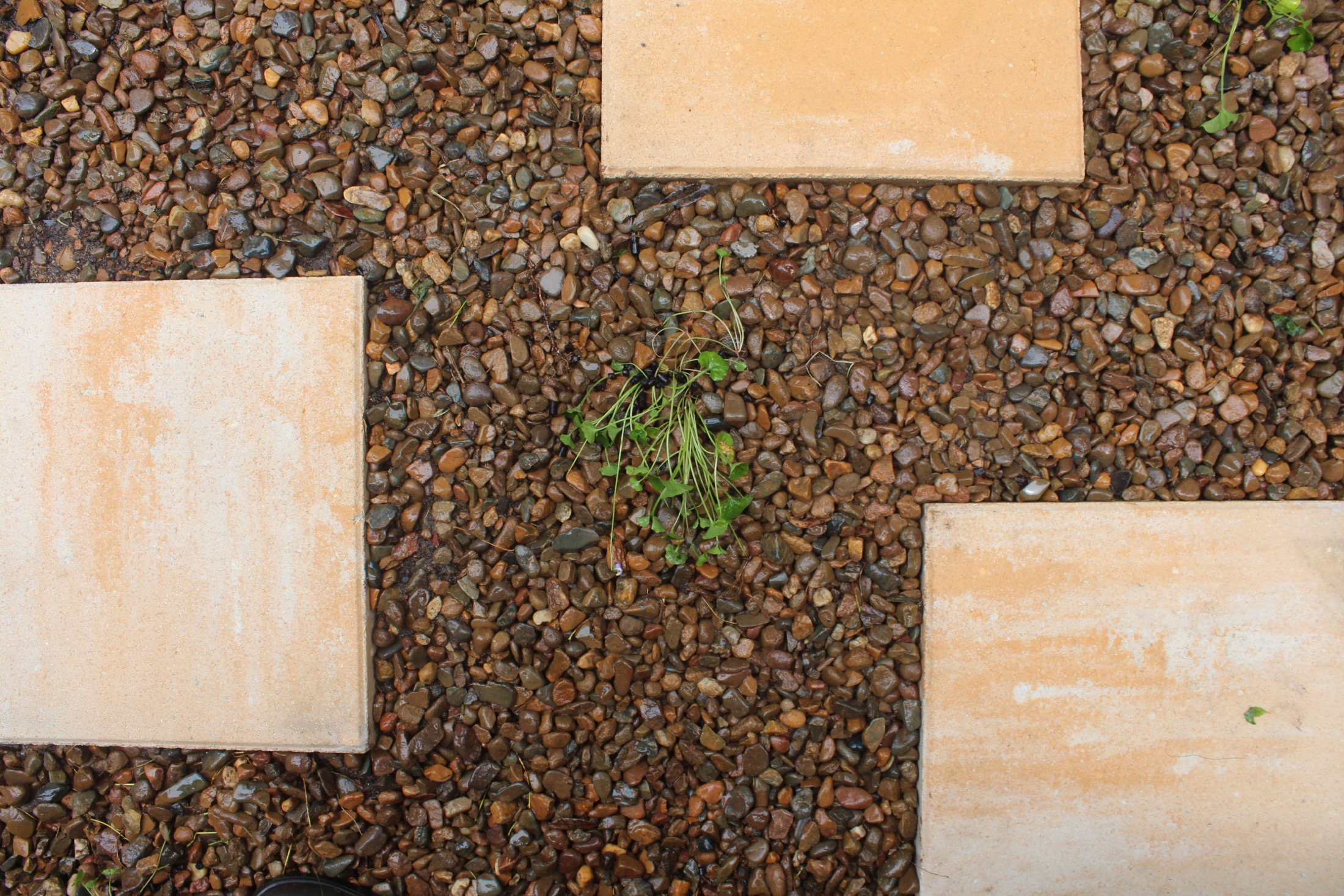 Native Lawn Alternatives: Aussie Plants for a Unique Yard | Better ...