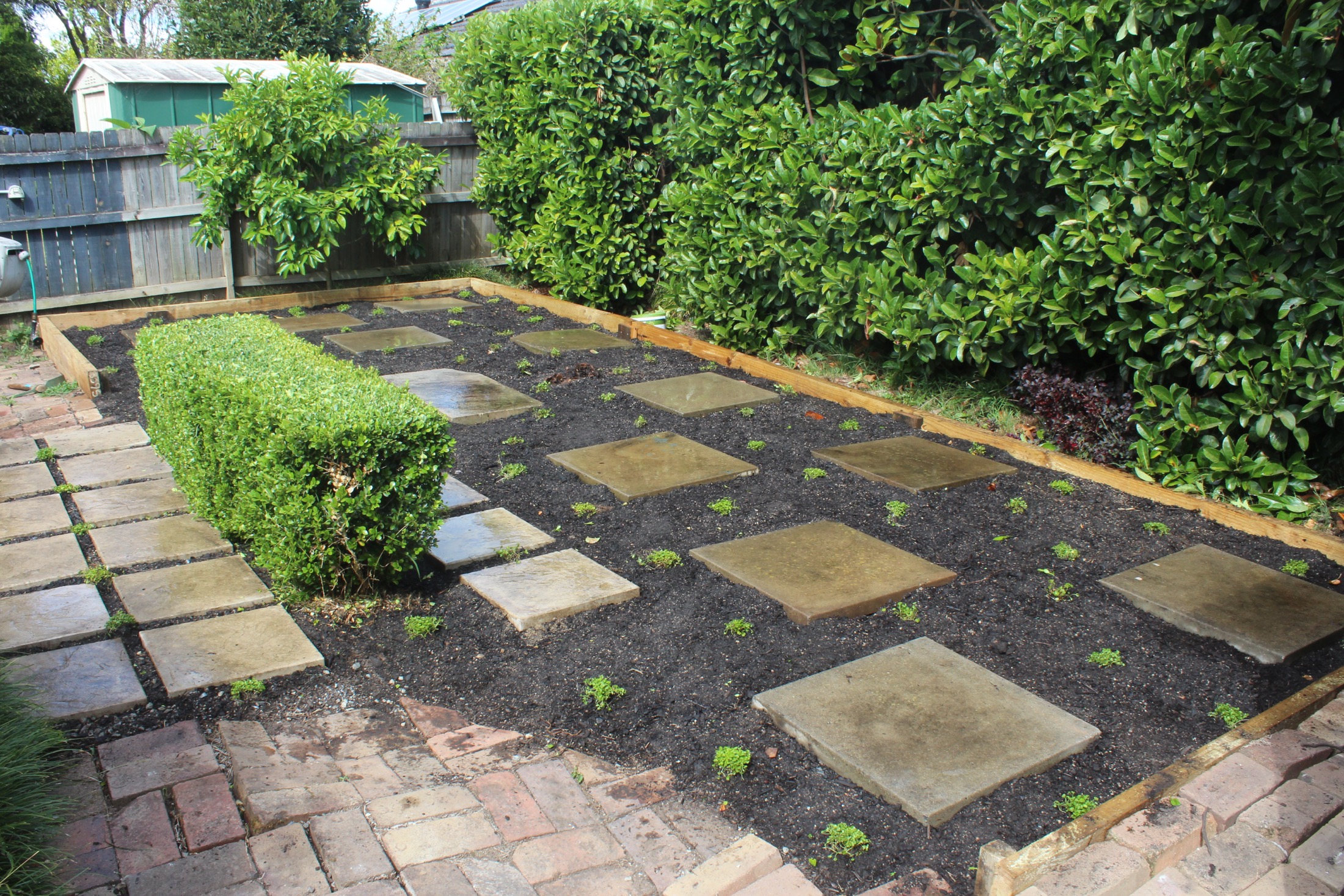 Native Lawn Alternatives: Aussie Plants for a Unique Yard | Better ...