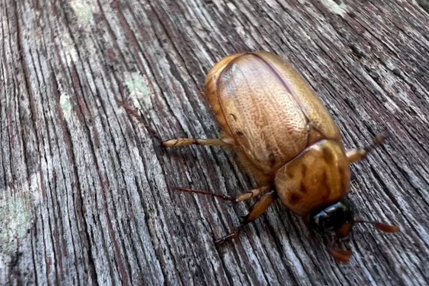 How To Get Rid Of Argentinian Lawn Scarab | Better Homes and Gardens